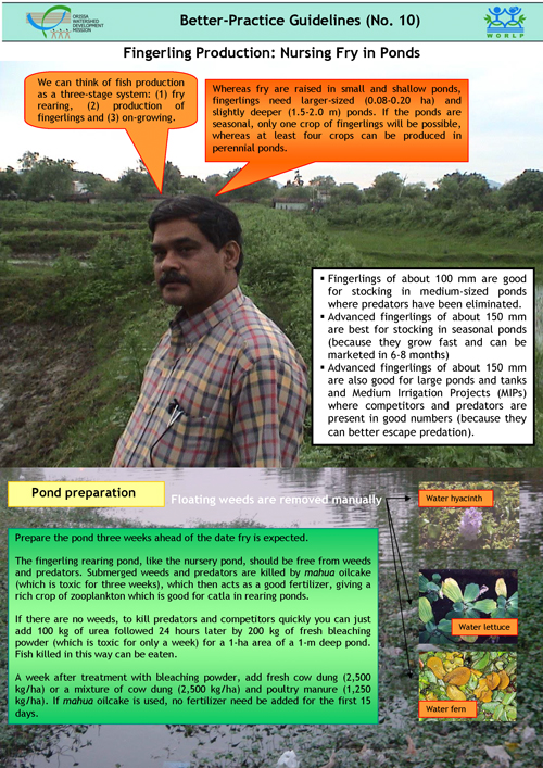 Better practice guidelines: Fingerling production nursing fry in ponds