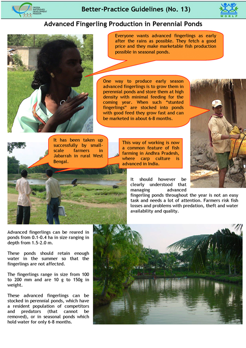 Better practice guidelines: Advanced fingerling production in perennial ...