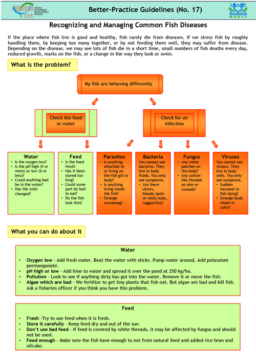 Better practice guidelines: Recognising and managing common fish diseases