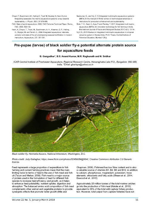 Pre-pupae (larvae) of black soldier fly - a potential alternative ...
