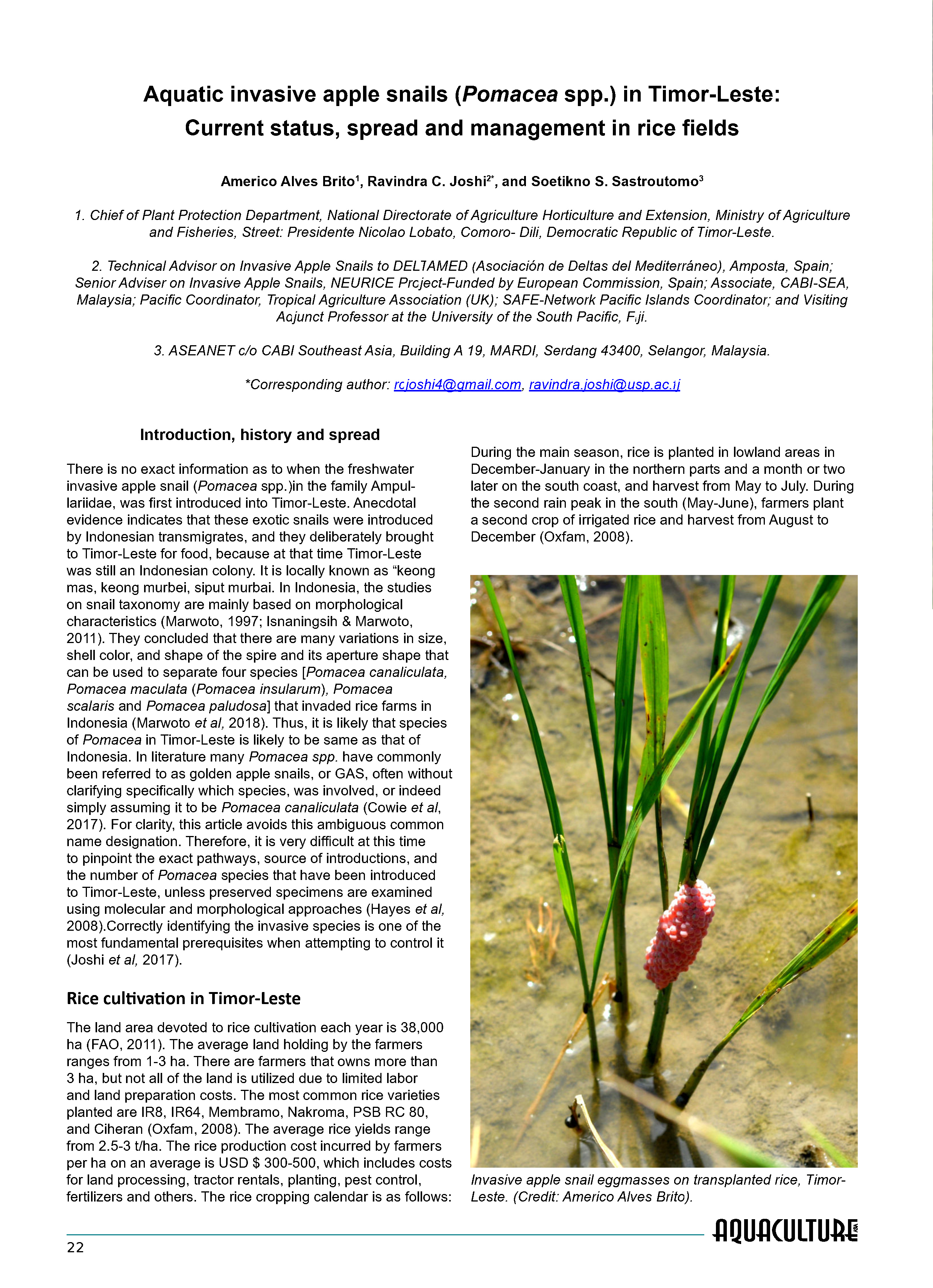 Aquatic invasive apple snails (Pomacea spp.) in Timor-Leste: Current ...