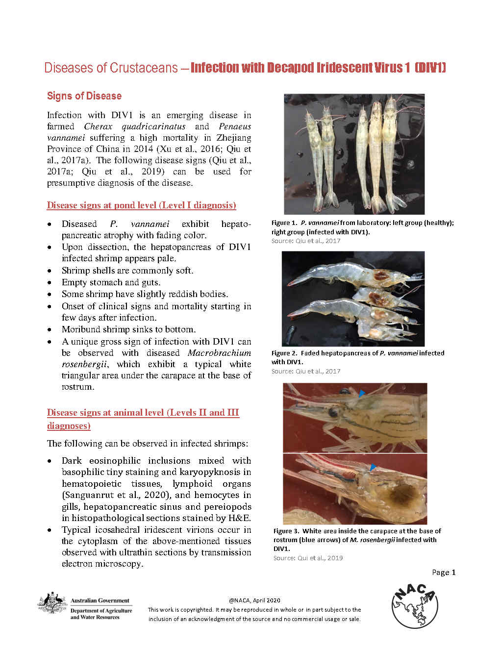 Infection with decapod iridescent virus 1 (DIV1): Disease card