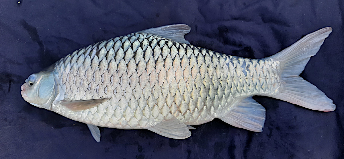 Induced breeding of farm-bred and pond-raised critically endangered ...