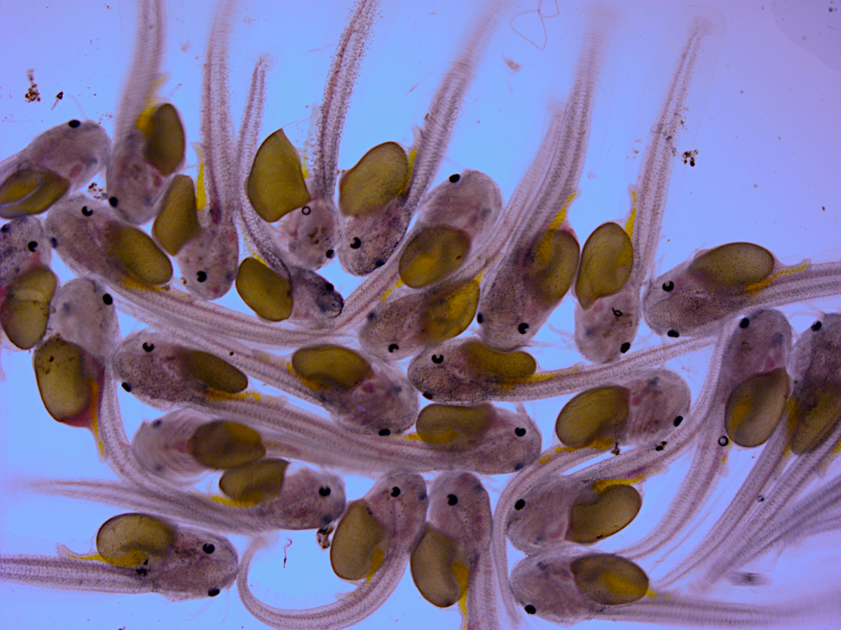 Scenario of captive production of Clarias magur in India