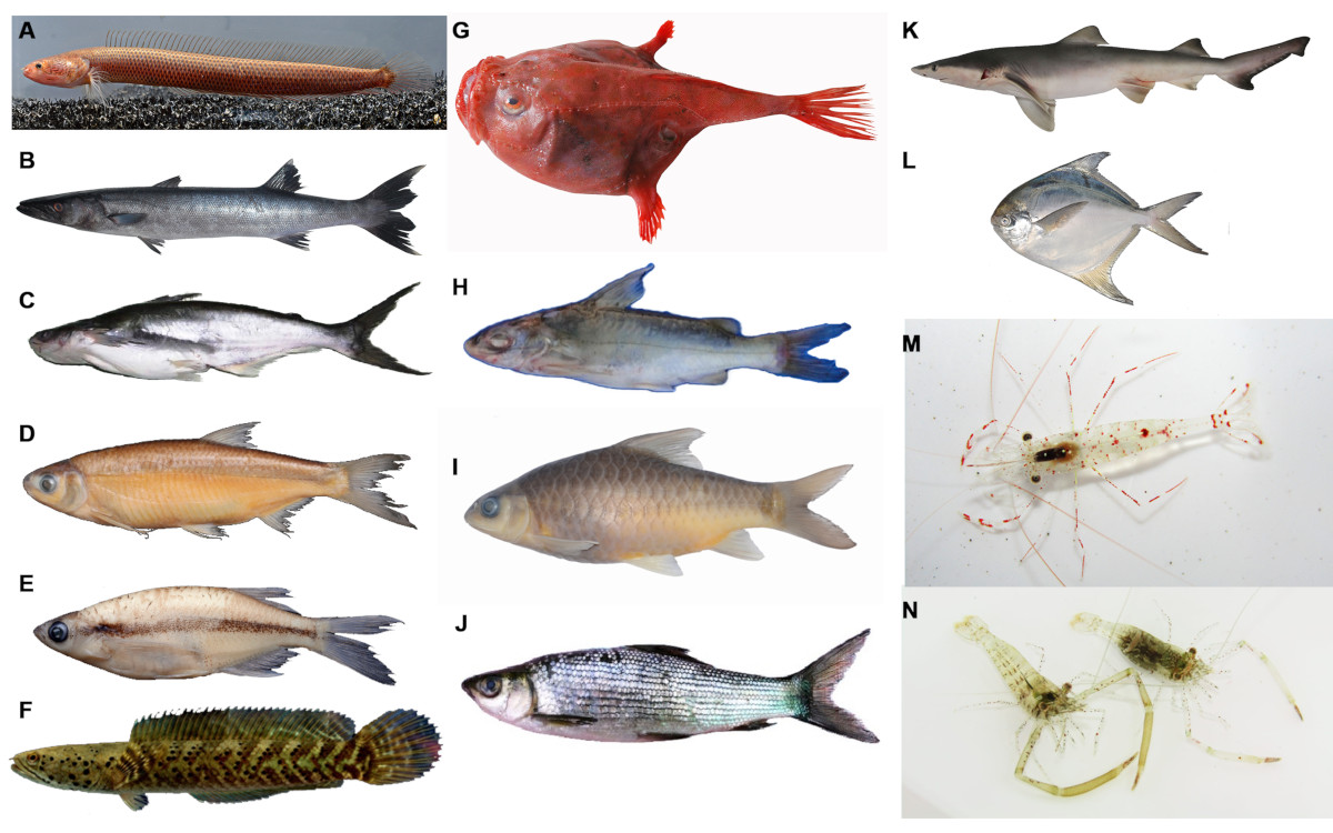 Integrated taxonomy, conservation and sustainable development: Multiple ...
