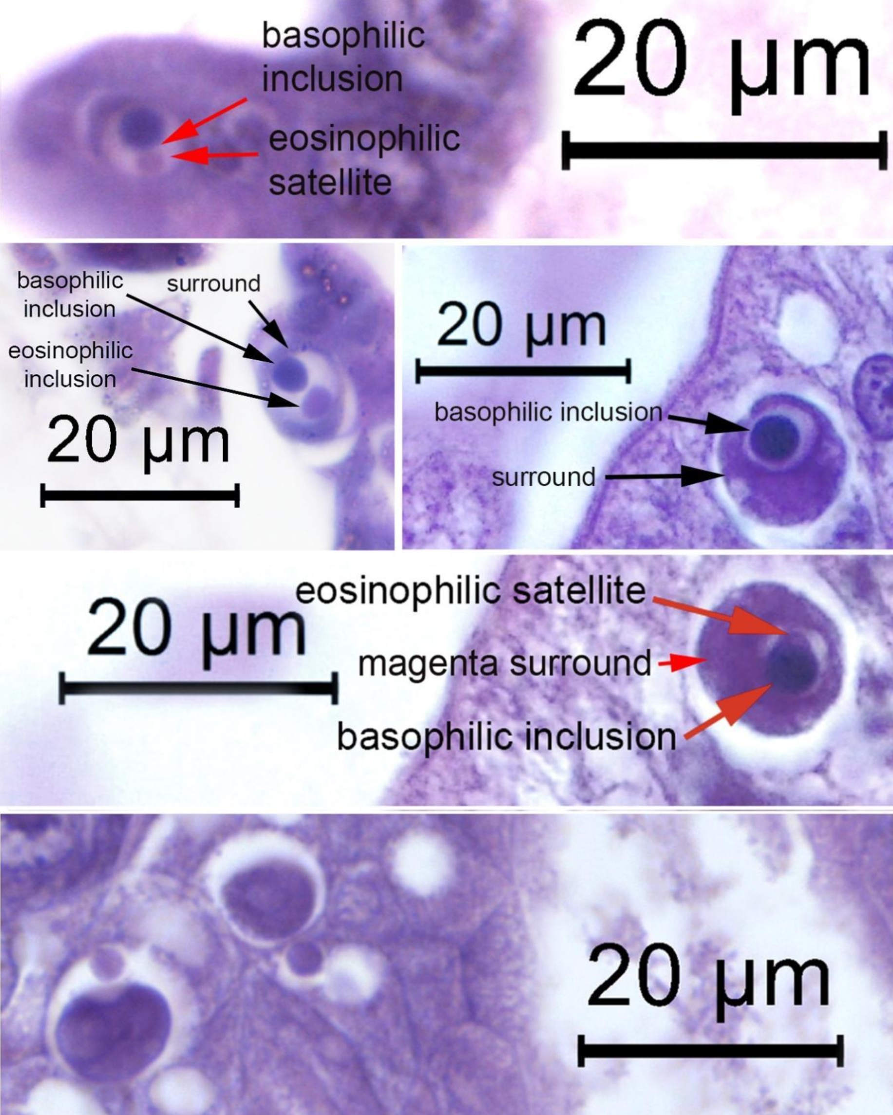 Wenzhou virus 8 (WZV8) diagnosis by unique inclusions in shrimp ...