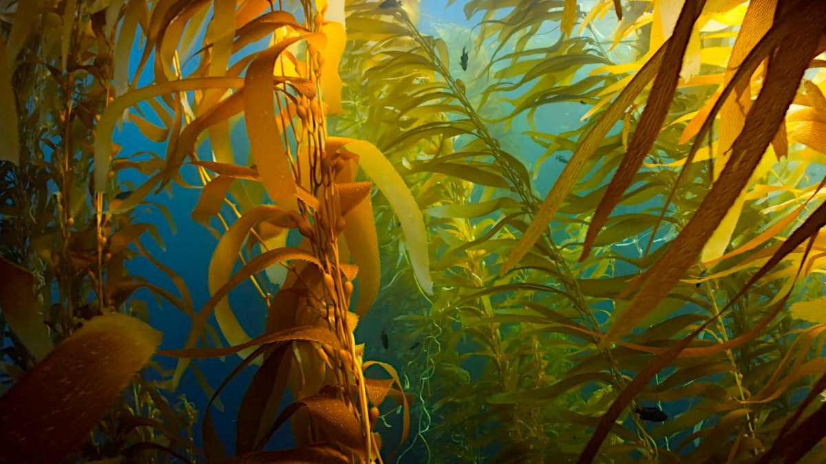 A new progressive management pathway for improving seaweed biosecurity