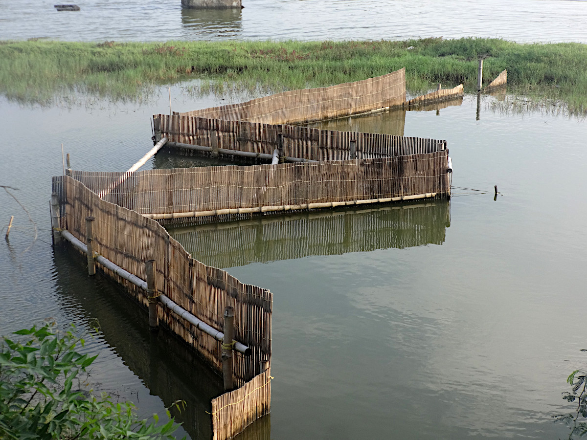 Present status of medium-saline ‘bheri’ fishery and integrated mangrove ...