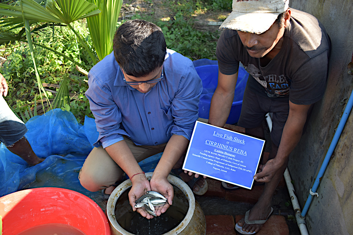 Captive breeding and larval rearing of Cirrhinus reba, a small ...