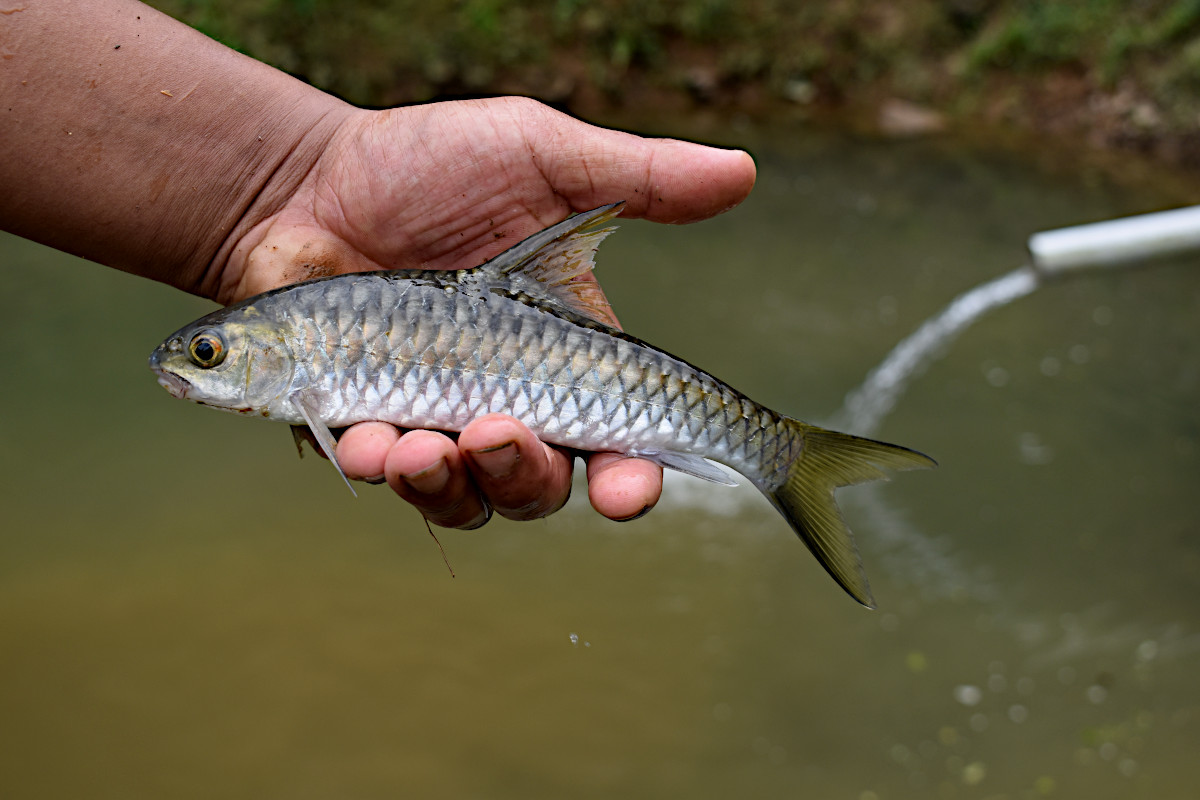 Aquaculture and fisheries perspectives in Arunachal Pradesh