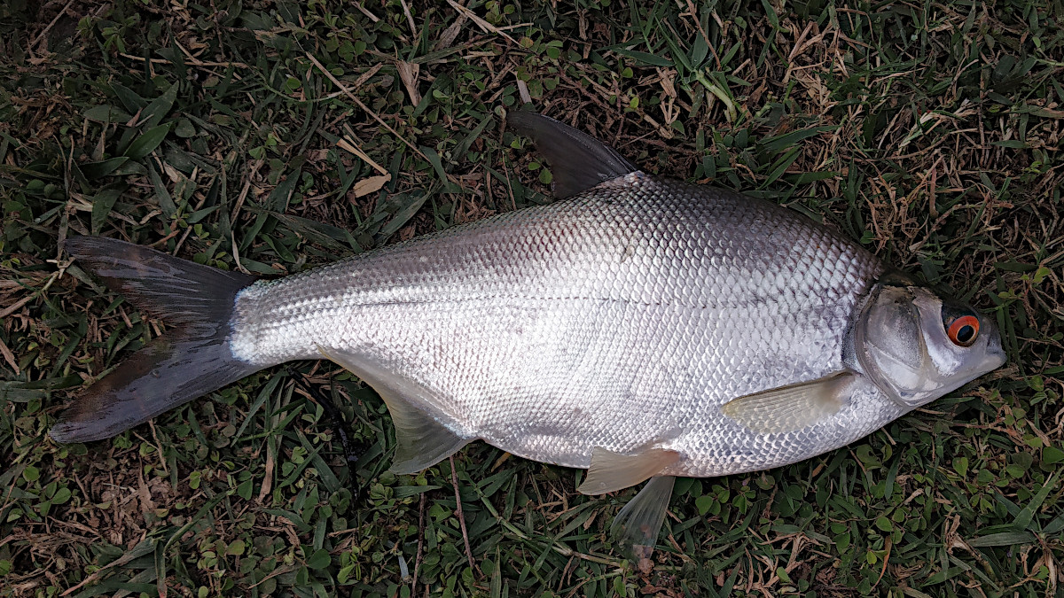 Pengba, Osteobrama belangeri – a candidate species for diversification ...