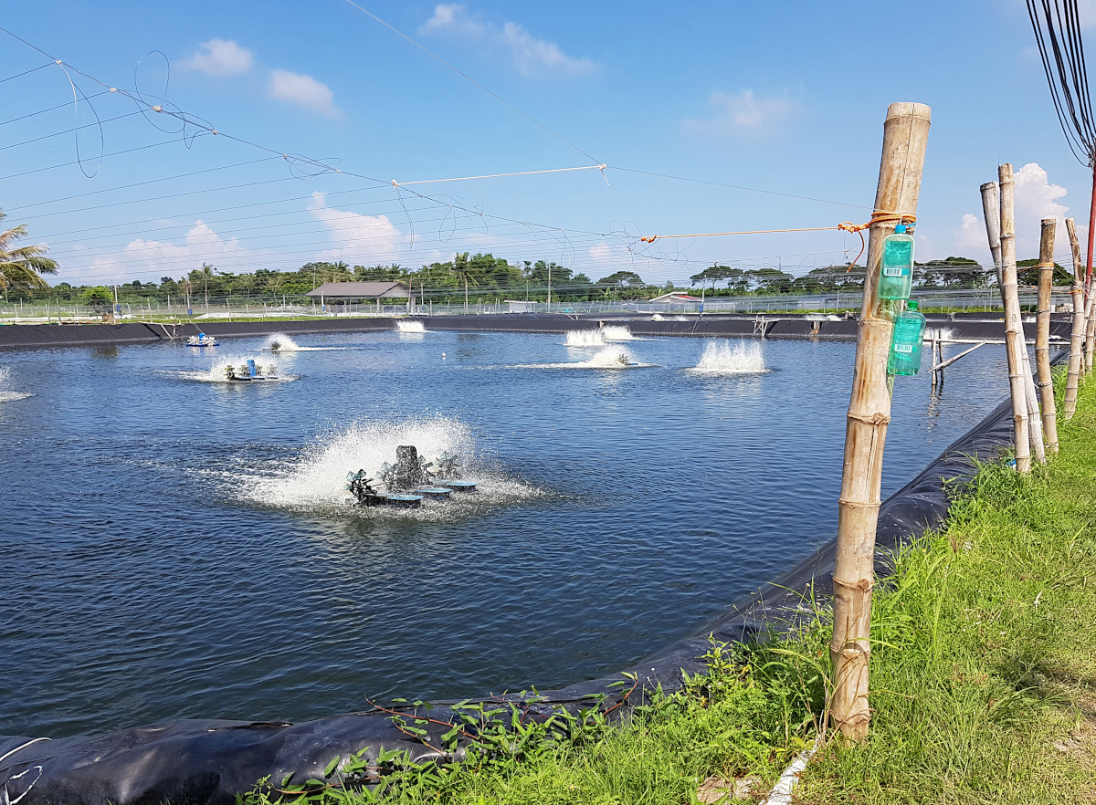 How welfare assessments of farmed white leg shrimp (Penaeus vannamei ...