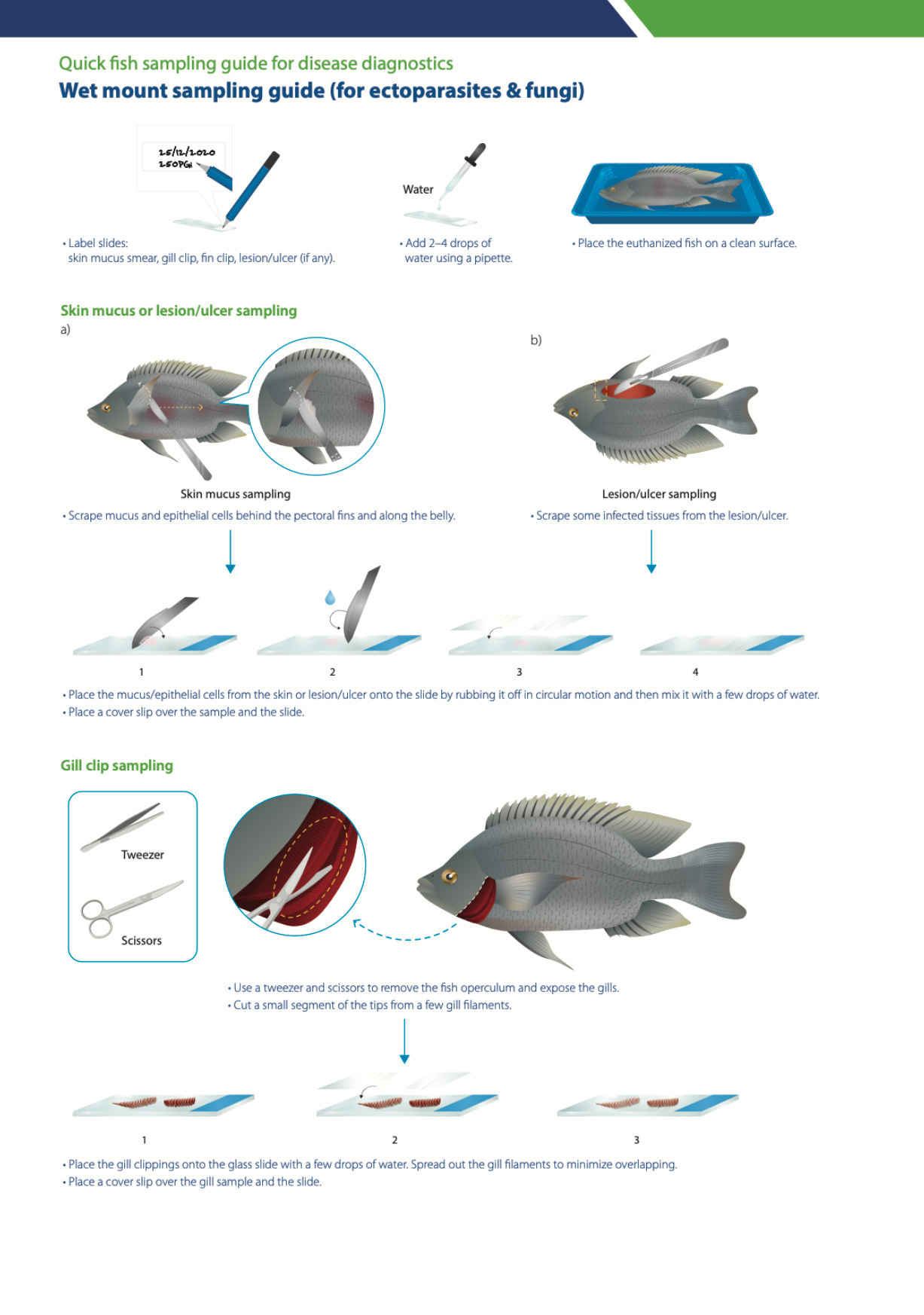 Quick fish sampling for disease diagnostics: Wet mount sampling guide ...