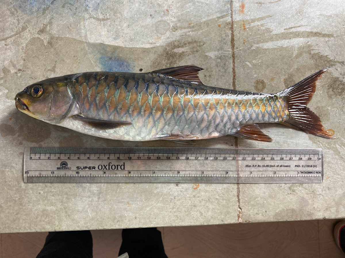 Neolissochilus hexagonolepis (chocolate mahseer): A flagship species ...