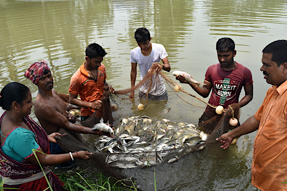 Scientific aquaculture to promote better livelihoods for Scheduled ...