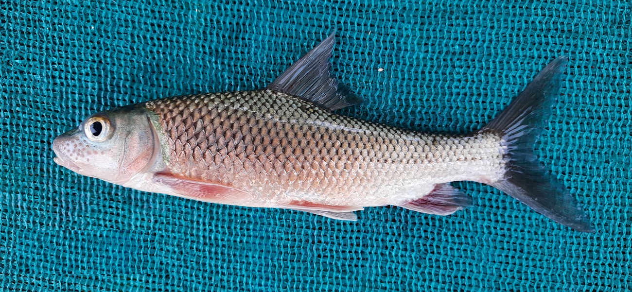 Food and feeding habits of some peninsular carps