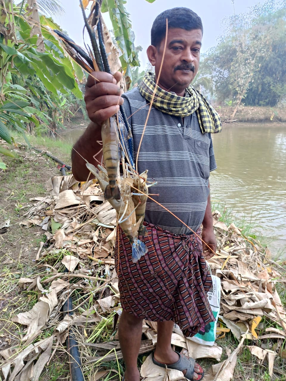 A success story of freshwater prawn farming as an alternative ...