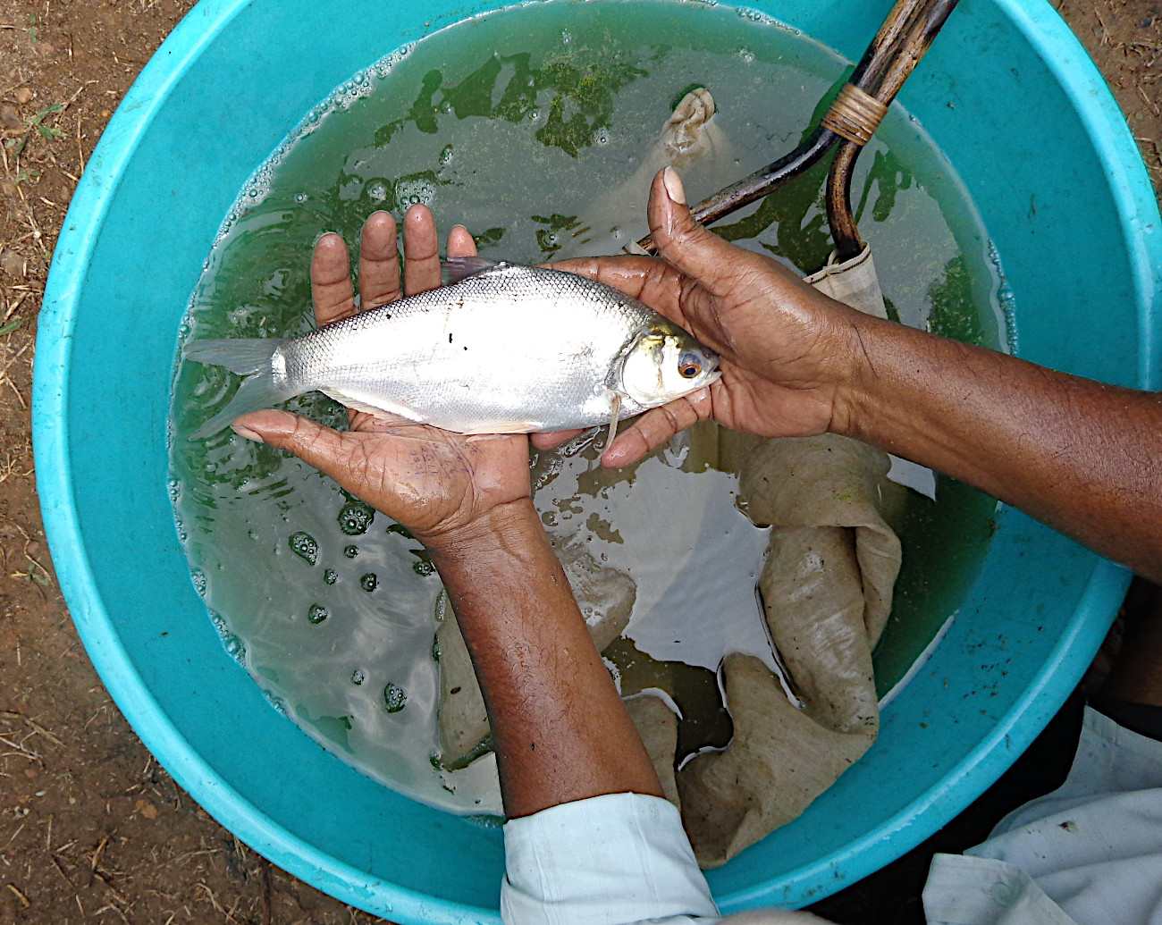 Leveraging indigenous minor carp for sustainable aquaculture in ...