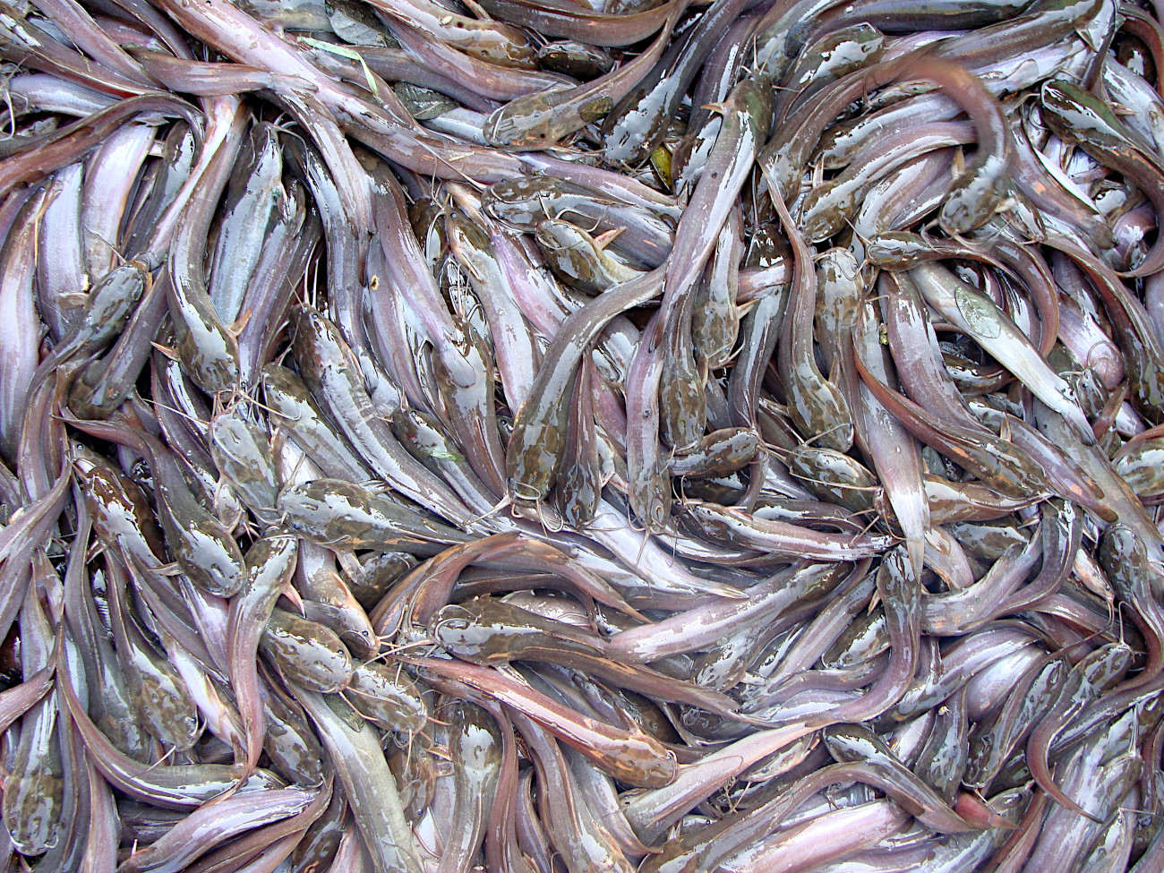 Shaping the future of Indian aquaculture: A path to captive catfish ...