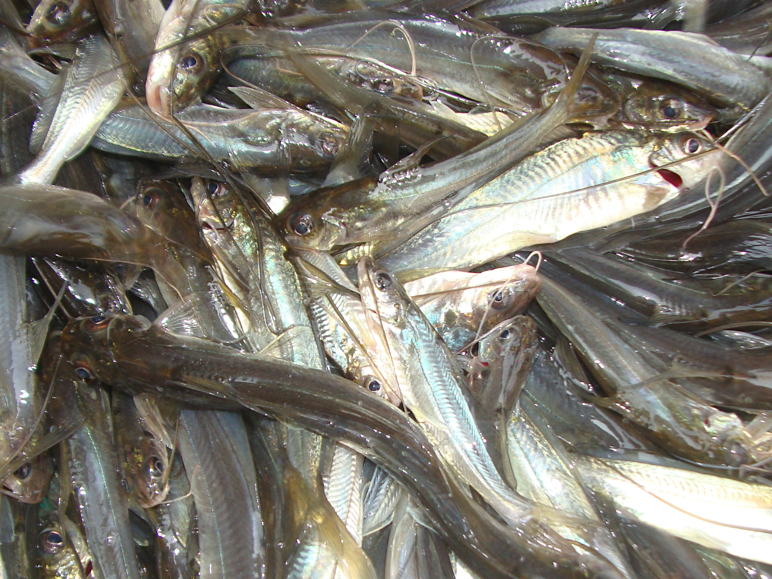 Captive production of Gangetic mystus (Mystus cavasius): A guide for ...