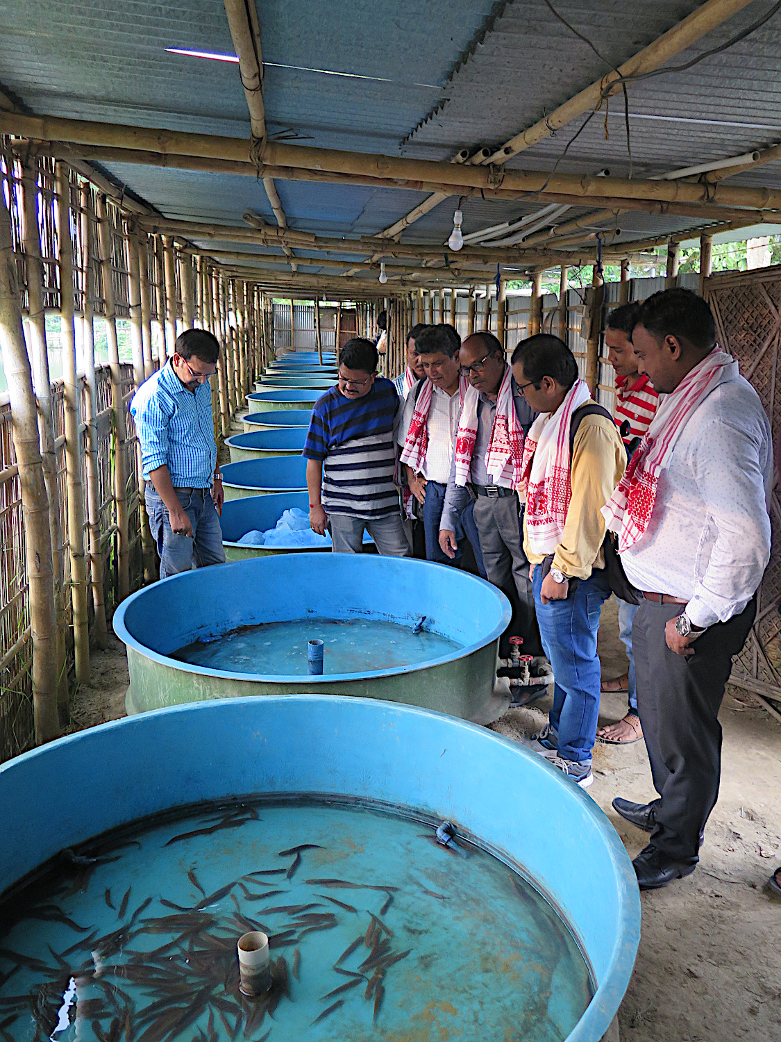 From scarcity to supply: The Nalbari magur (Clarias batrachus) seed hub ...